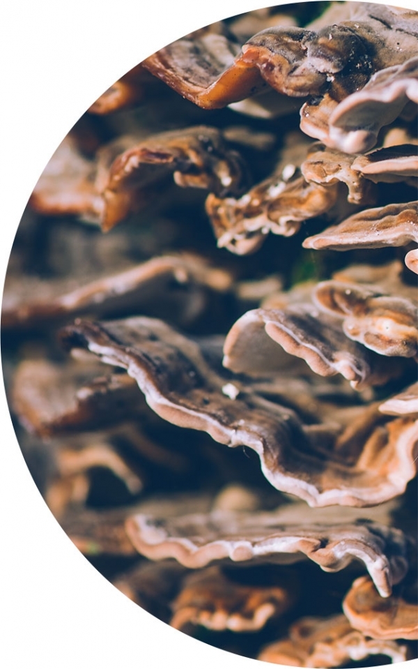 Home - Mushroom Wisdom Inc.