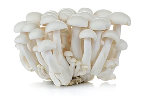 Home - Mushroom Wisdom Inc.